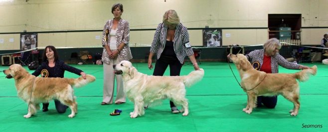 2016 Show Results | EASTERN COUNTIES Golden Retriever Club