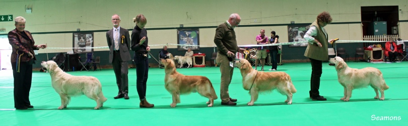 2017 Show Results | EASTERN COUNTIES Golden Retriever Club