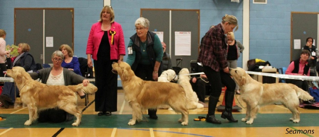2015 Show Results | EASTERN COUNTIES Golden Retriever Club