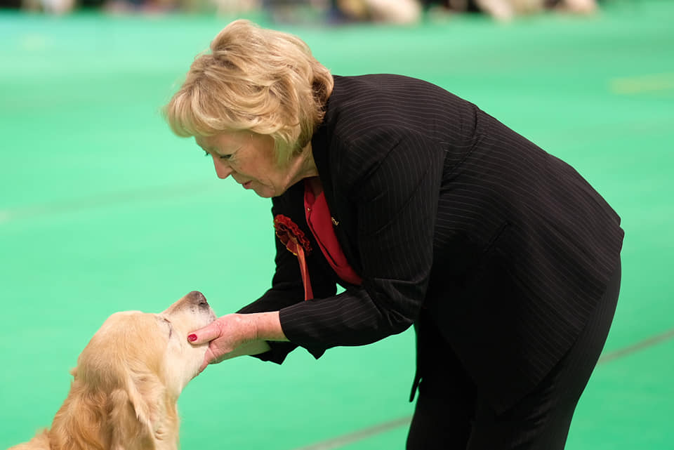 Shows & Judging | EASTERN COUNTIES Golden Retriever Club